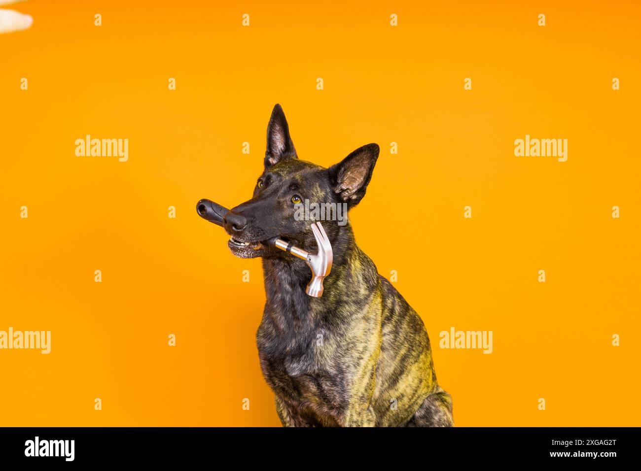 Cute dog with hammer. isolated on red yellow studio background. dutch ...
