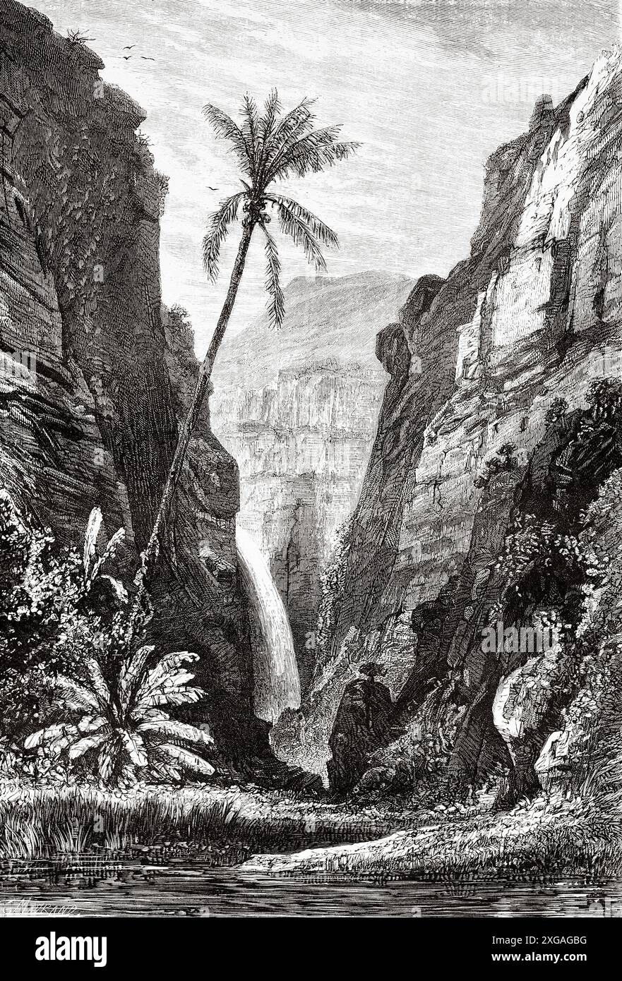 La Bernica forest, Reunion island. Western Indian Ocean, drawing by ...