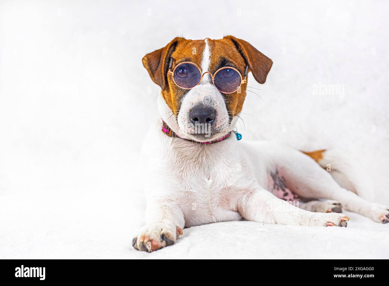 smart Jack Russell puppy with glasses and a ball on a light background ...