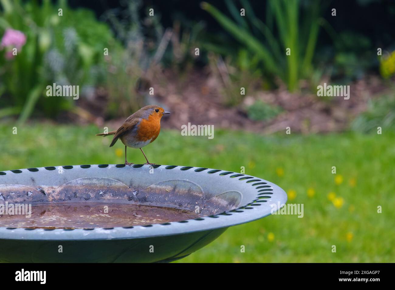 European Robin, Britain’s National Bird, perches on edge of a birdbath ...