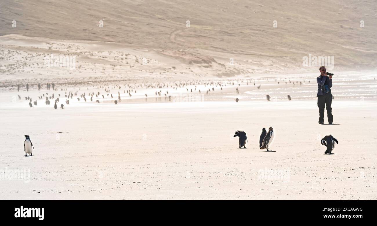 Photographing Magellanic Penguins on Saunders Island, Falklands Stock ...