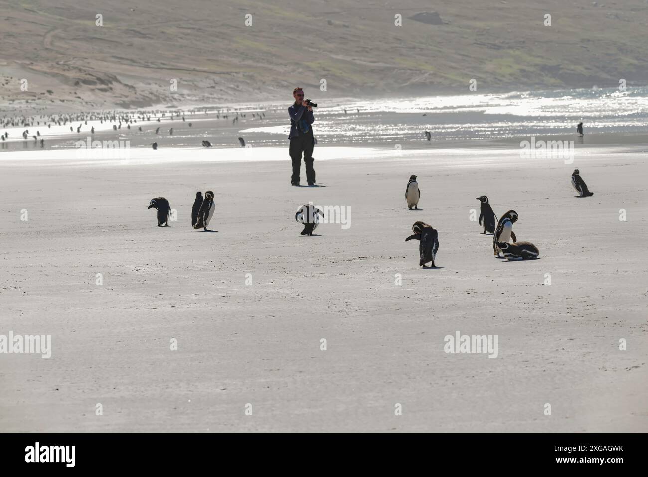 Photographing Magellanic Penguins on Saunders Island, Falklands Stock ...