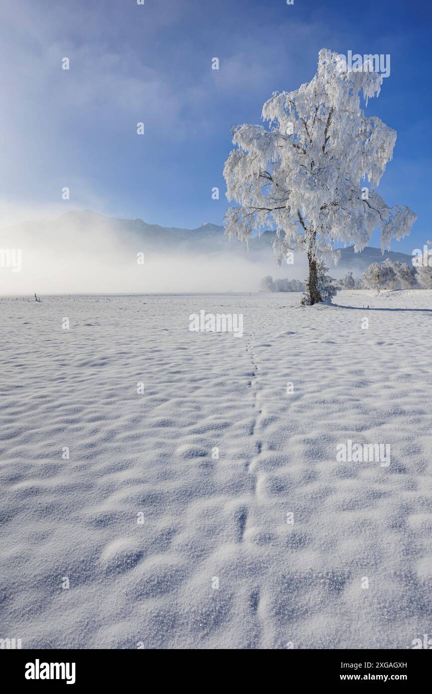 Snow covered tree, trees, in front of mountains, sunny, winter, Loisach ...