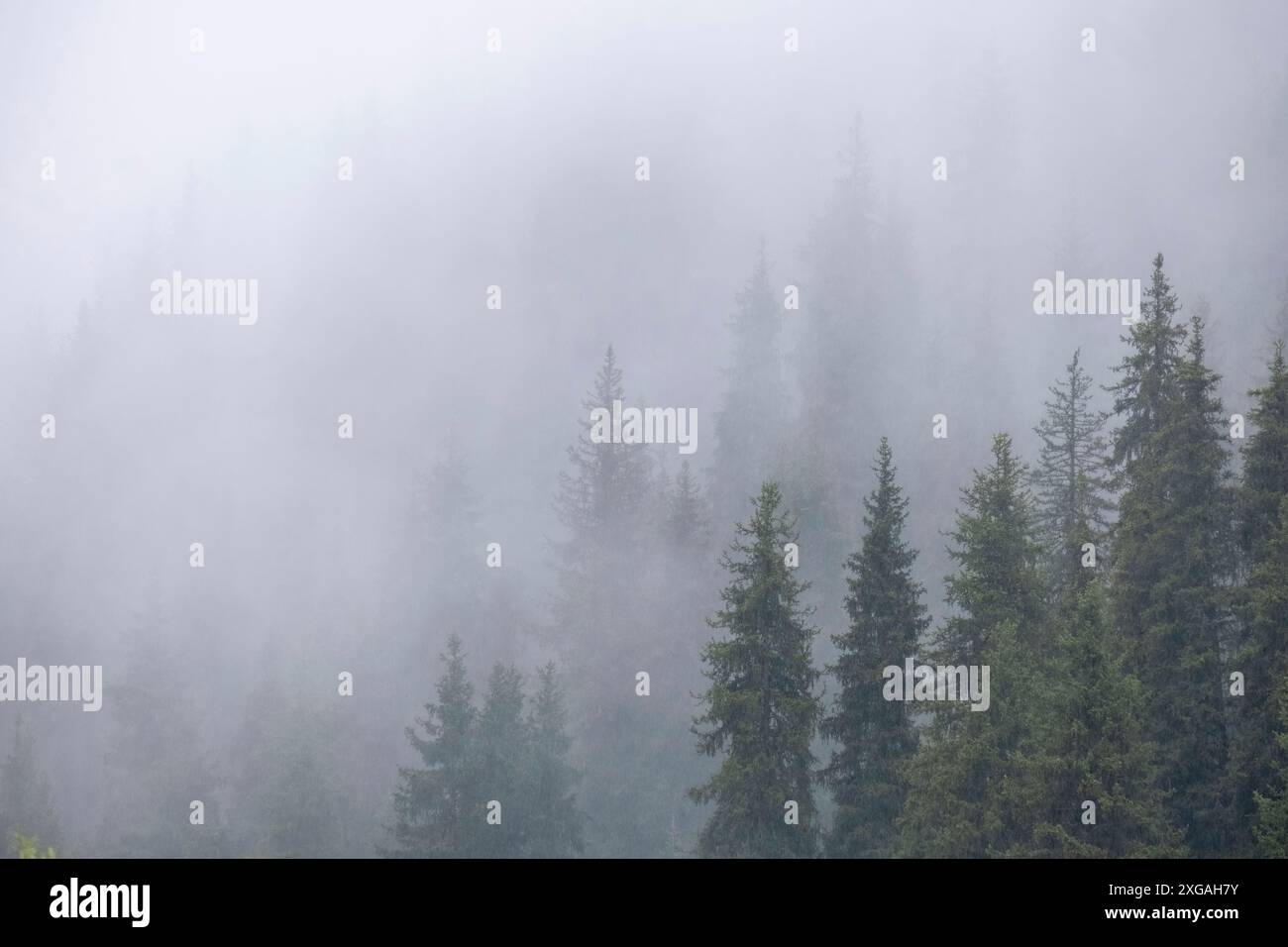 Gradient natural mountain background of forest and tall fir trees in ...