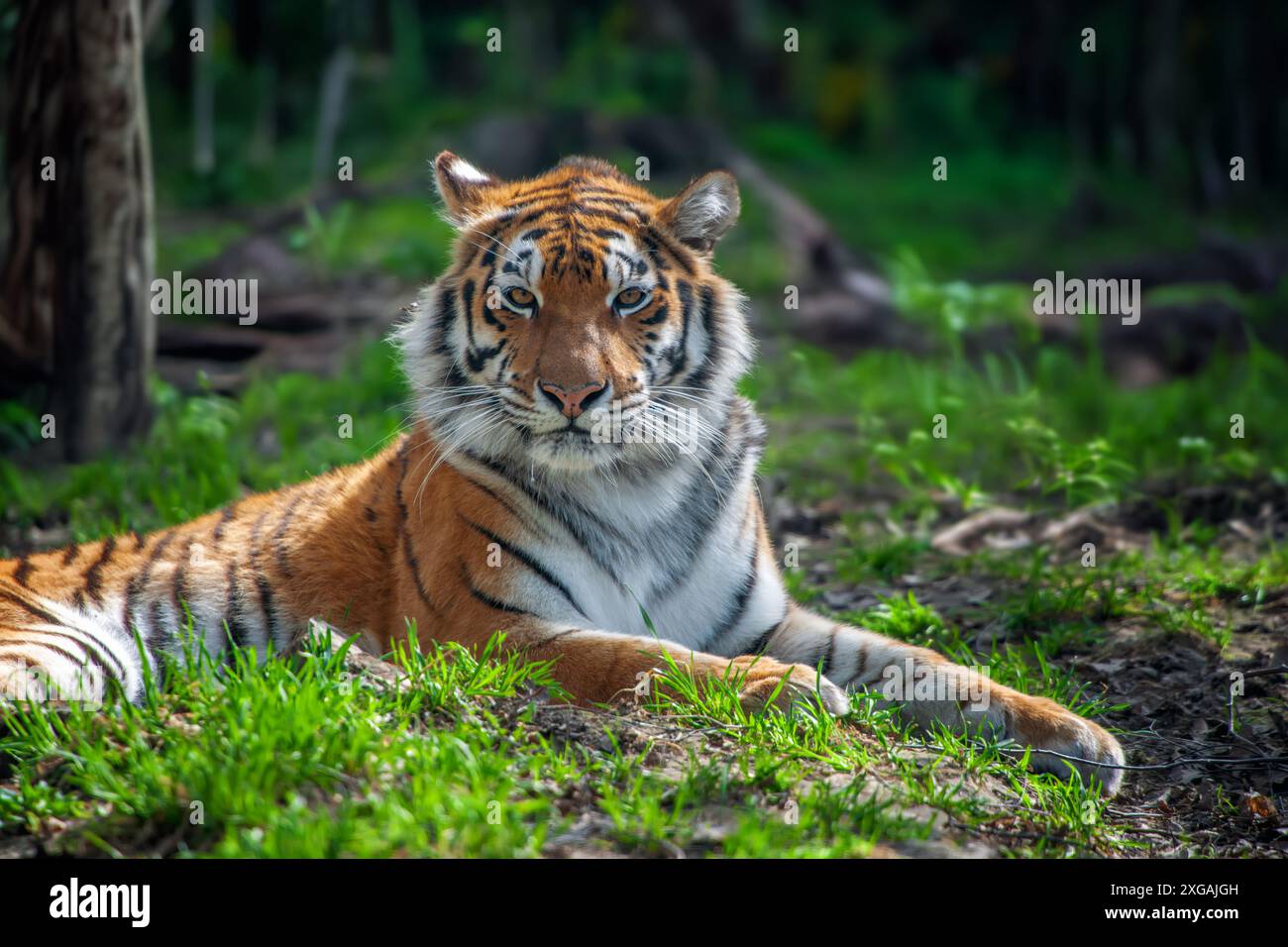 Amur tiger in natural hi-res stock photography and images - Alamy