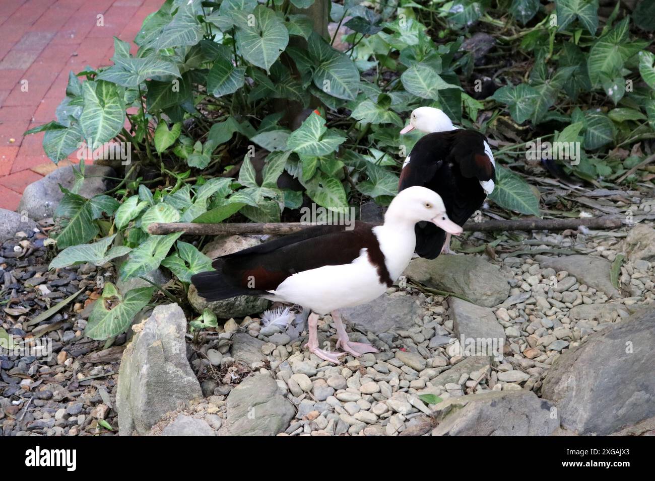 Radjah shelduck (Radjah radjah) confronting Dusky moorhen (Gallinula ...