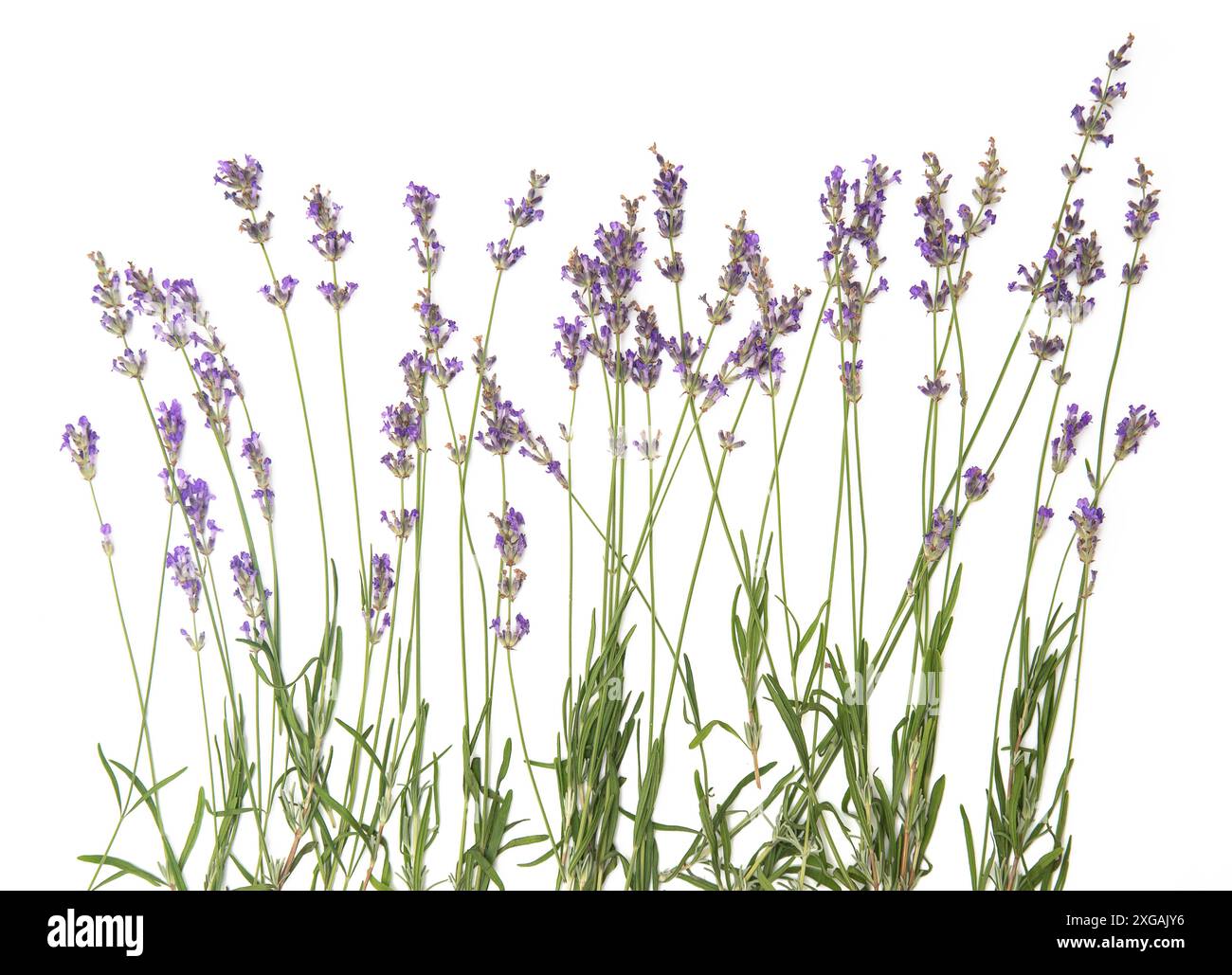 Lavender banner Cut Out Stock Images & Pictures - Alamy