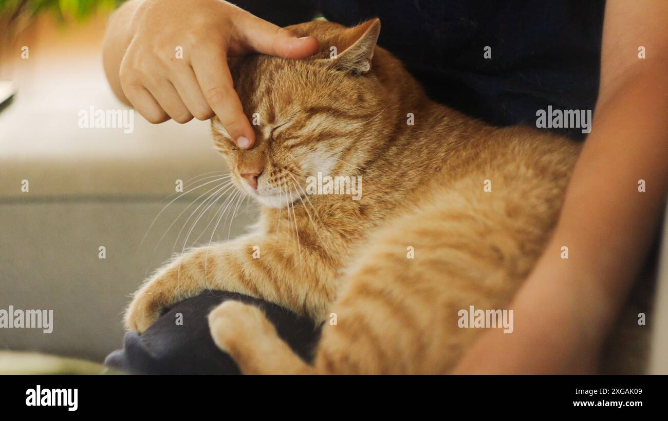 An adorable ginger cat enjoying peaceful moments with its owner on a ...