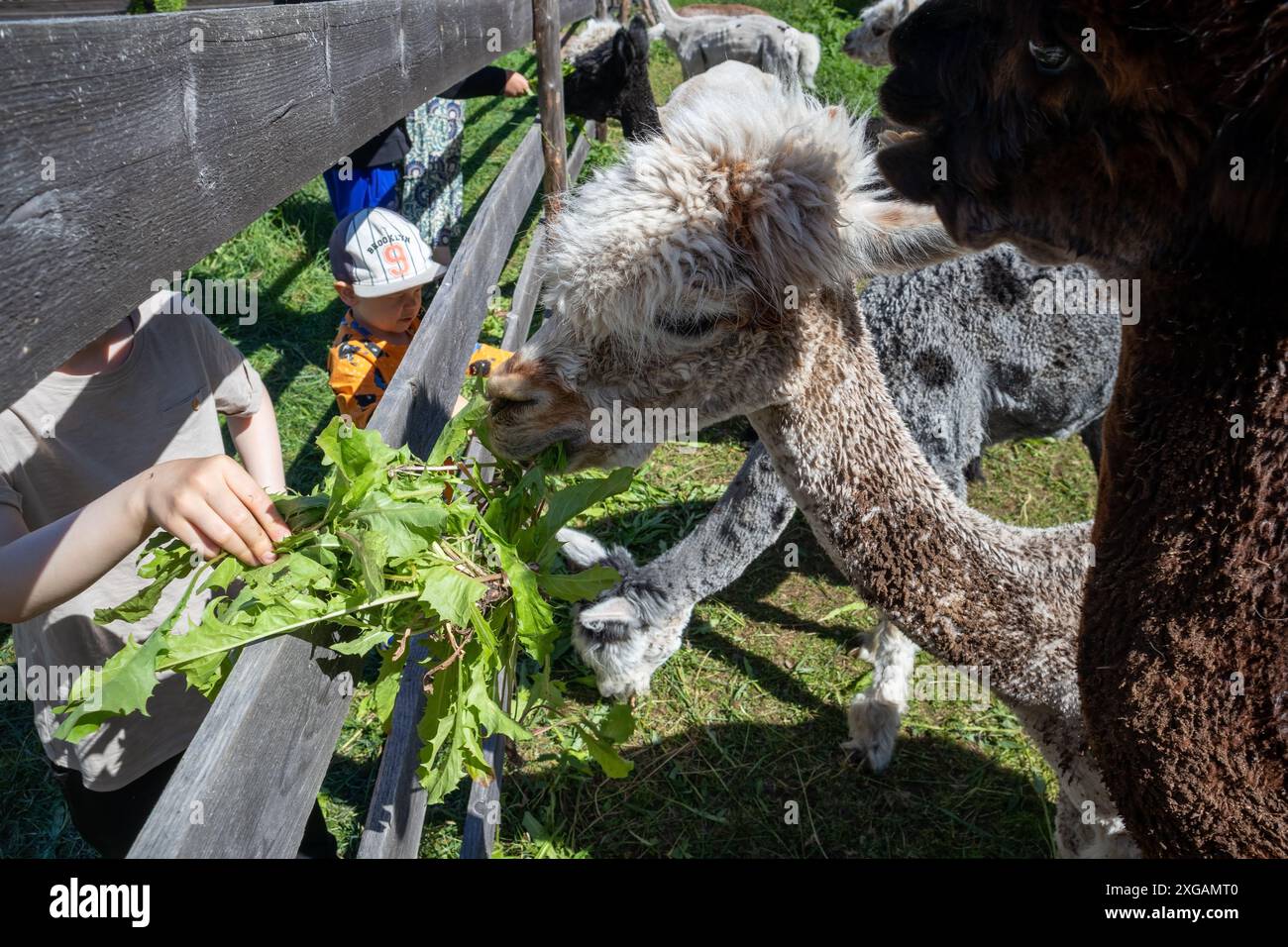 alpacas eating dandelion leaves from peoples hands Stock Photo - Alamy
