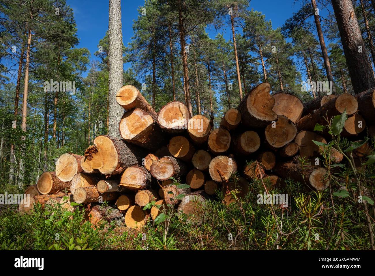 Pine logs tree hi-res stock photography and images - Alamy