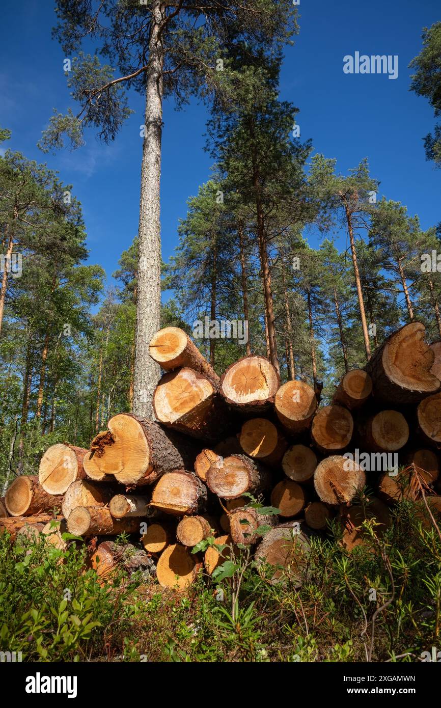 Scandinavian pine tree forest hi-res stock photography and images - Alamy