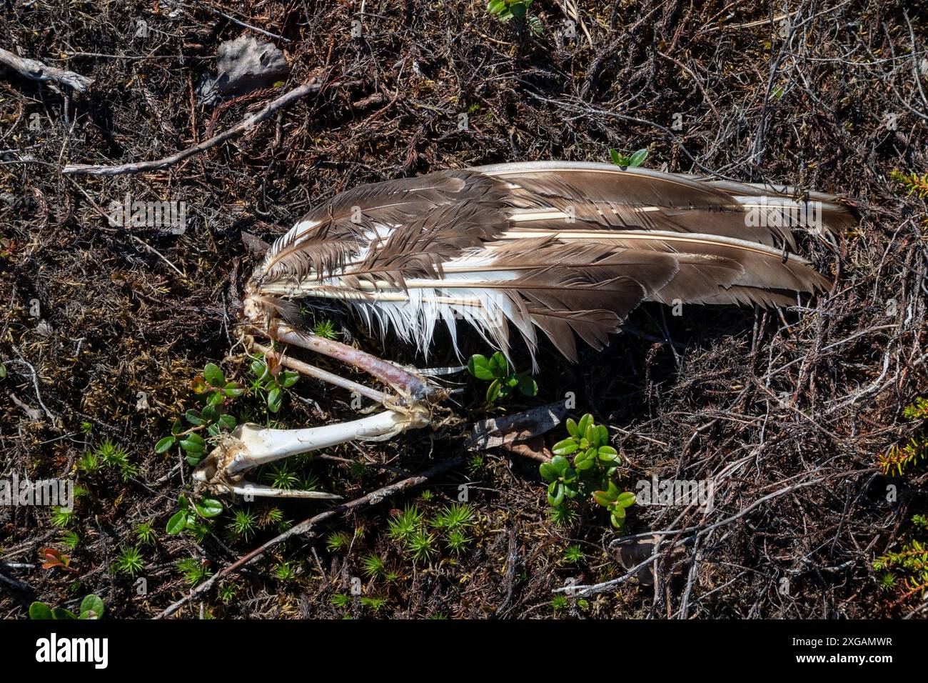 part of the wing of a dead bird on ground in nature Stock Photo - Alamy