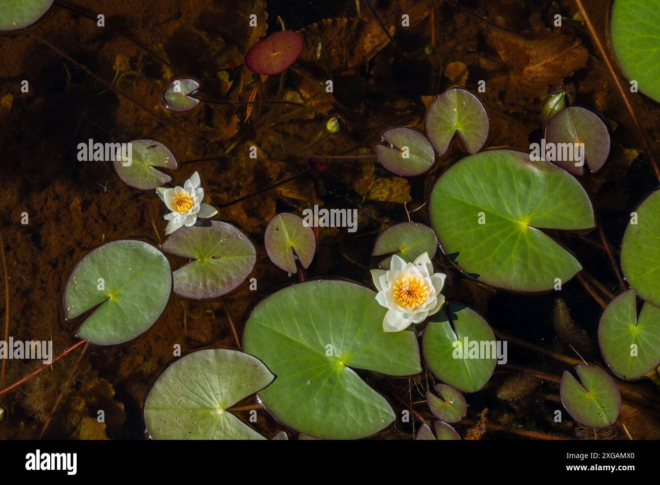 Nymphaea tetragona, small white water lily, blooming in shallow pond ...
