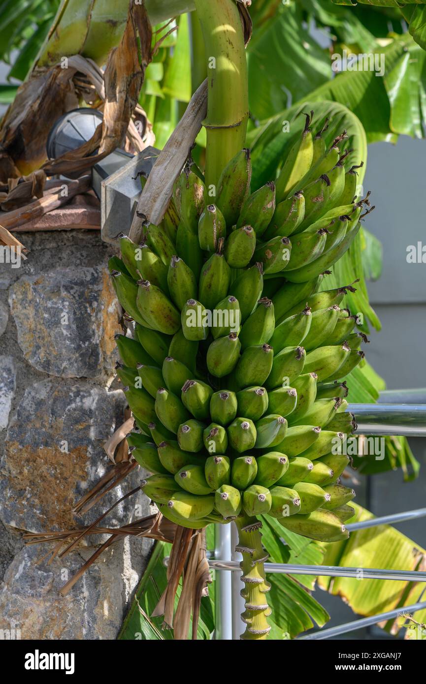 green bananas on a tree in Northern Cyprus in winter Stock Photo - Alamy