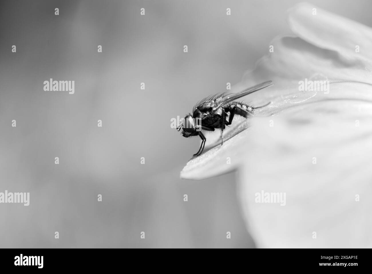 Black and white image of a small black fly on a petal of a Rose campion ...
