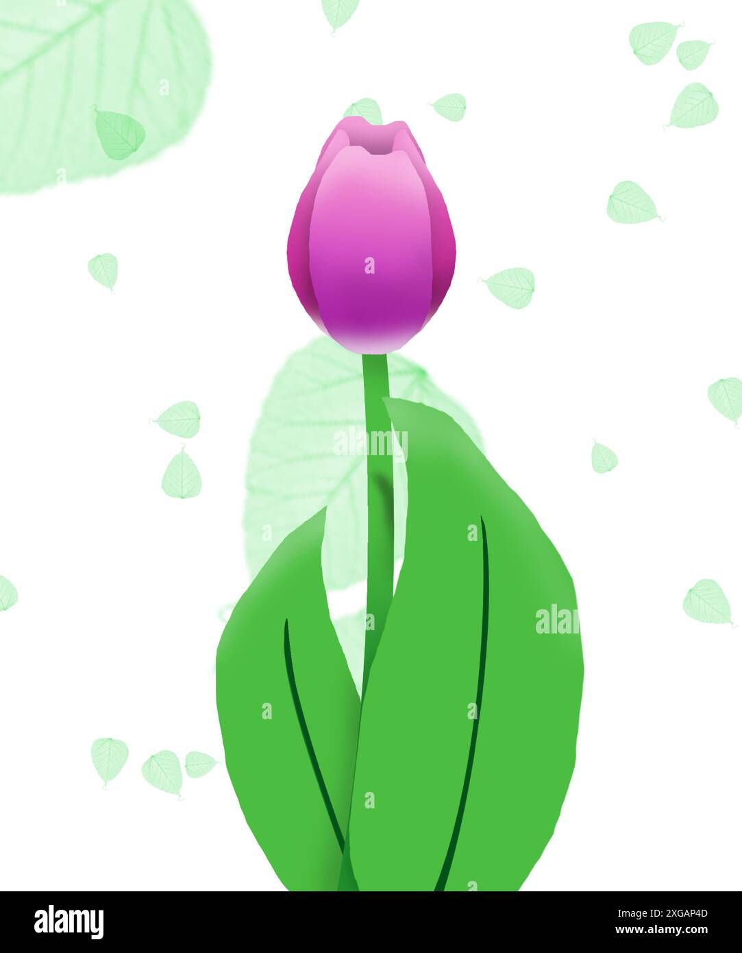 Illustration of a growing tulip flower with 2 leaves and a beautiful ...
