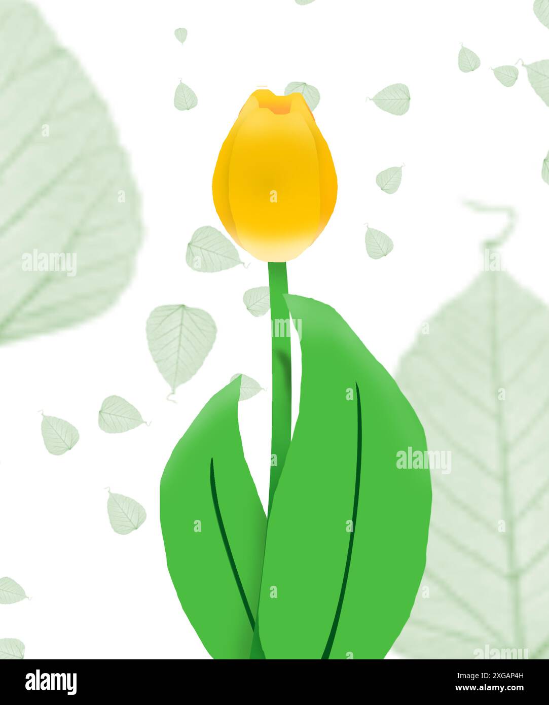 Illustration of a growing tulip flower with 2 leaves and a beautiful ...