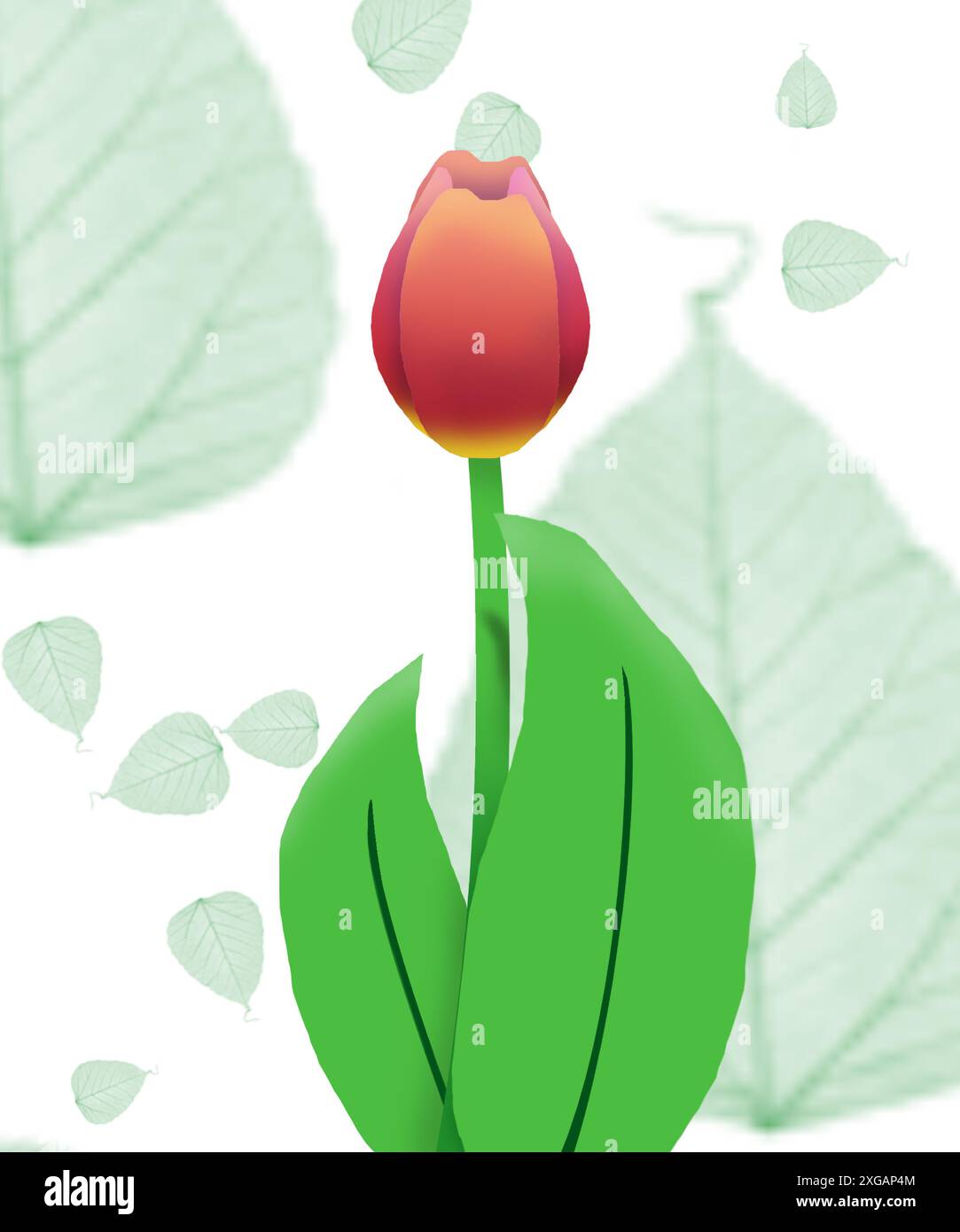 Illustration of a growing tulip flower with 2 leaves and a beautiful ...