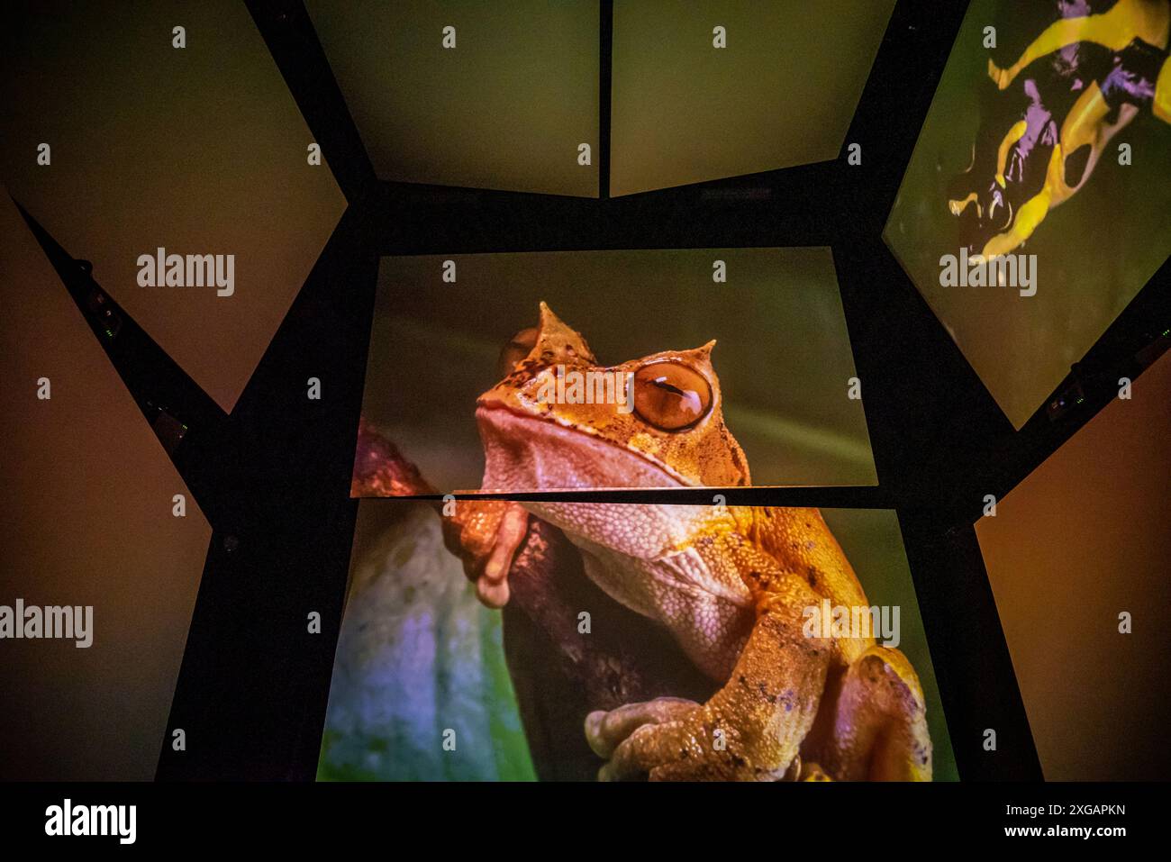 Video display of biodiversity of Panama, Biomuseo, a museum focused on ...