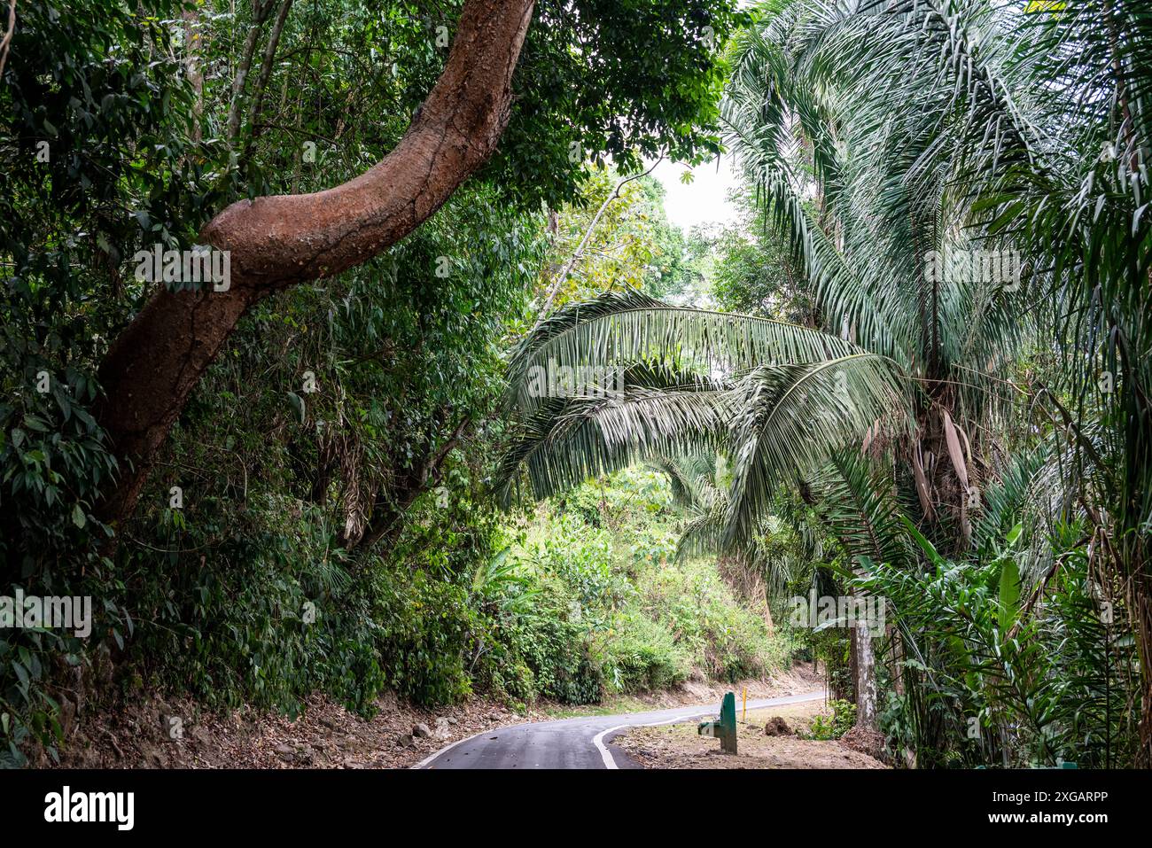 Nature reserve of Ancon Hill, Panama City, Panama, Central America ...