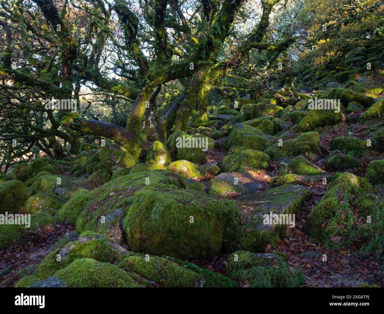 Moss covered boulders and tree trunks of ancient Pedunculate oak ...