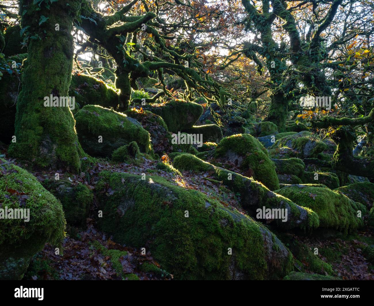 Moss covered boulders and tree trunks of ancient Pedunculate oak ...