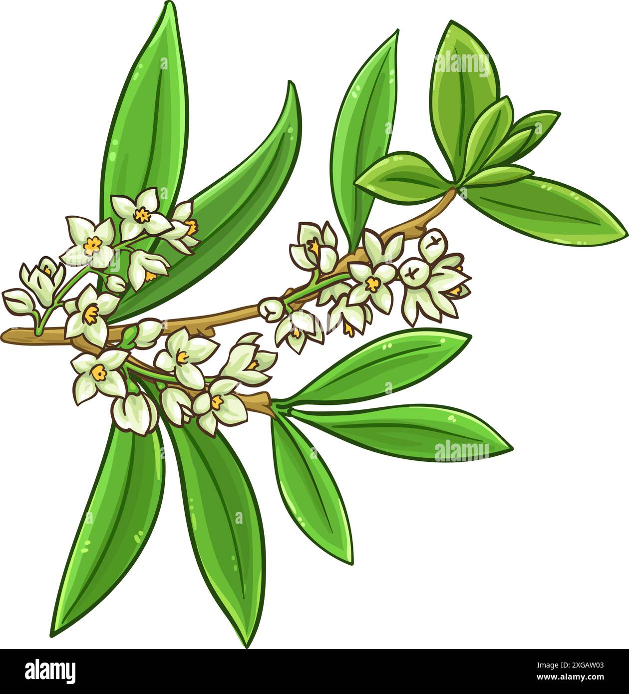 Olive Branch Colored Detailed Illustration Stock Vector Image & Art - Alamy