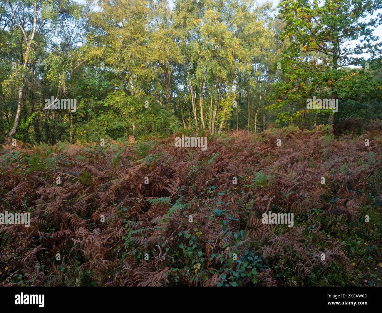 Pedunculate oak Quercus robur, Silver birch Betula pendula and Bracken ...