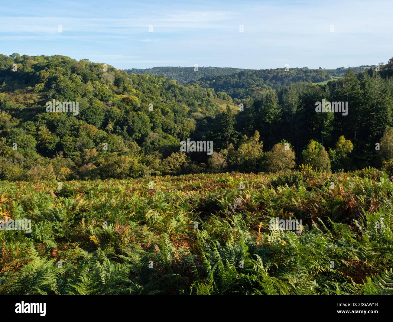 Houndtor Wood and valley slopes covered in Bracken Pteridium aquilinum ...