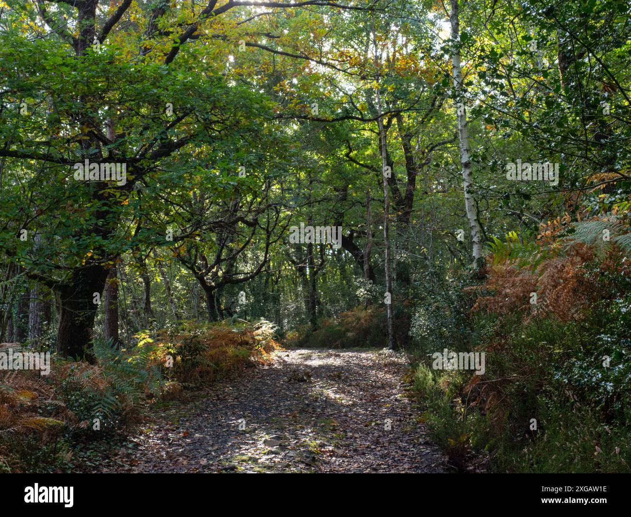 Nature trail through deciduous woodland, Yarner Wood, East Dartmoor ...