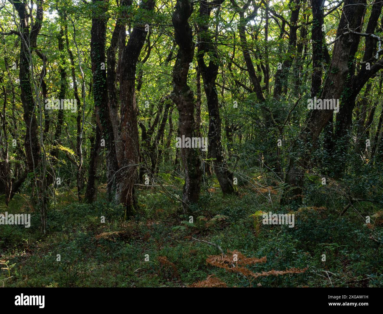 Pedunculate oak Quercus robur woodland with an understorey of Holly ...