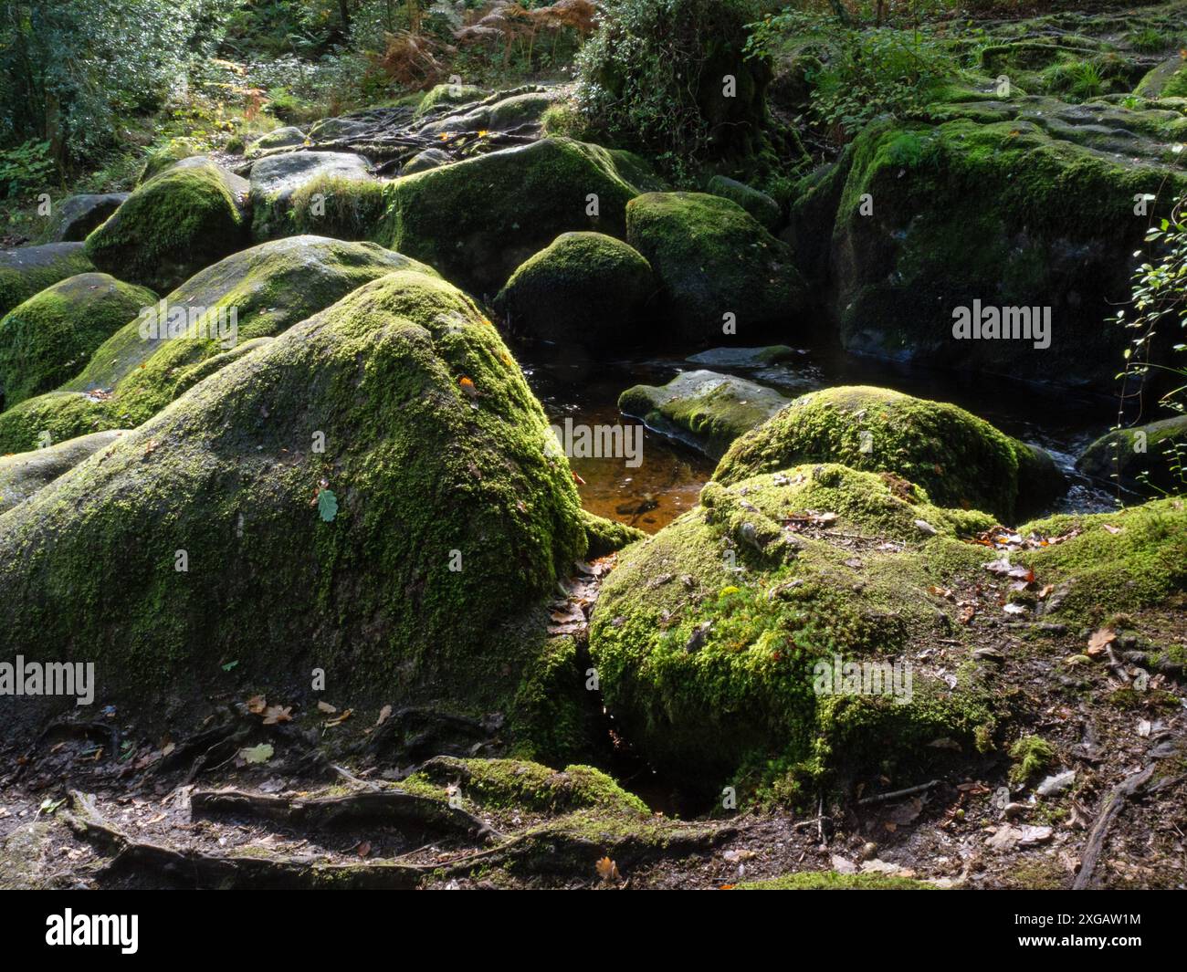 Moss covered boulders in Becka Brook, Becka Falls, Dartmoor National ...