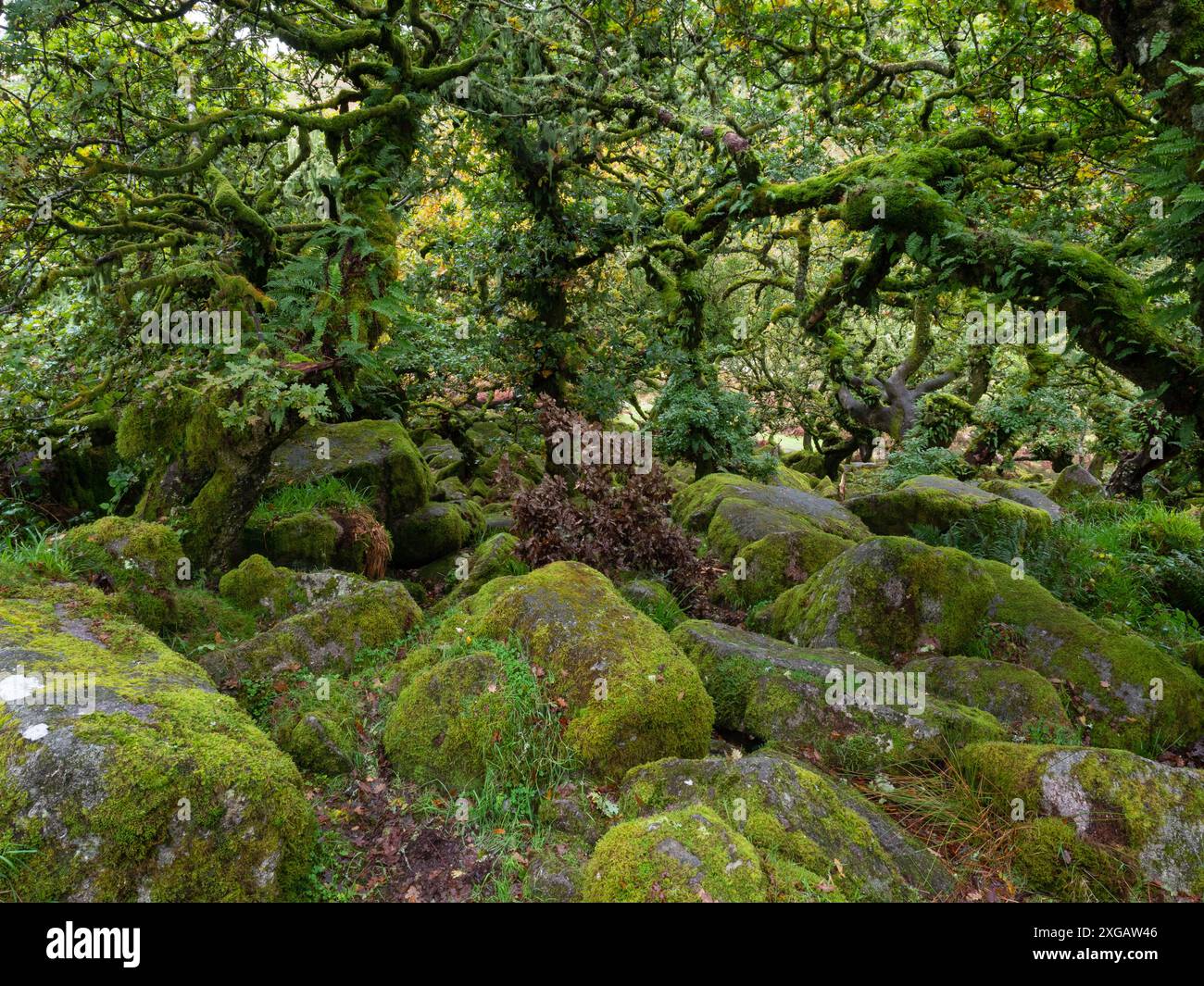 Pedunculate oak Quercus robur stunted trees and moss covered boulders ...