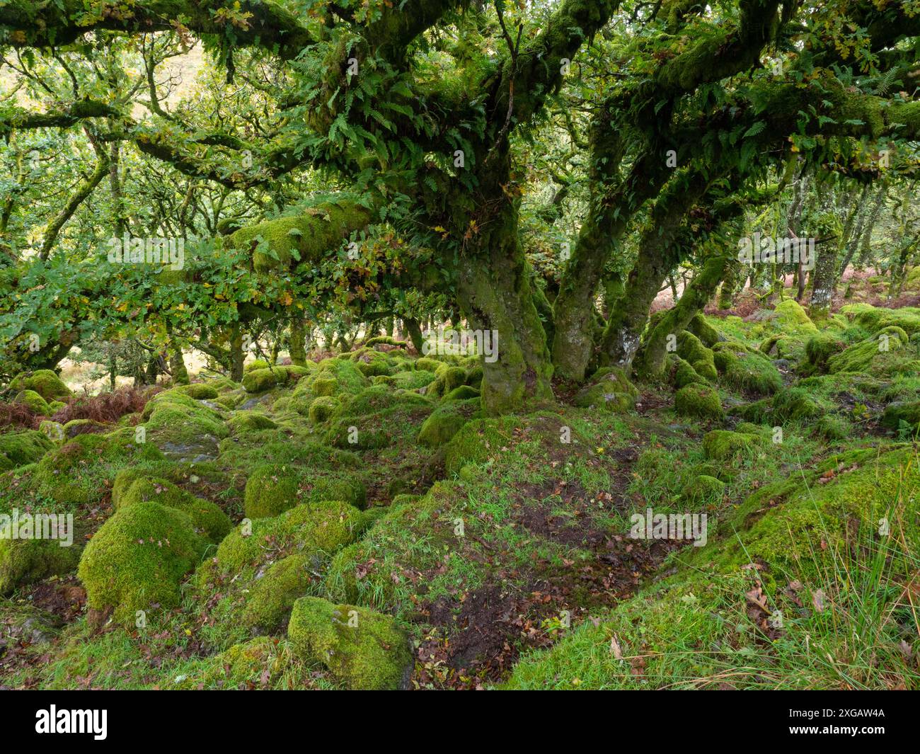 Pedunculate oak Quercus robur stunted trees and moss covered boulders ...