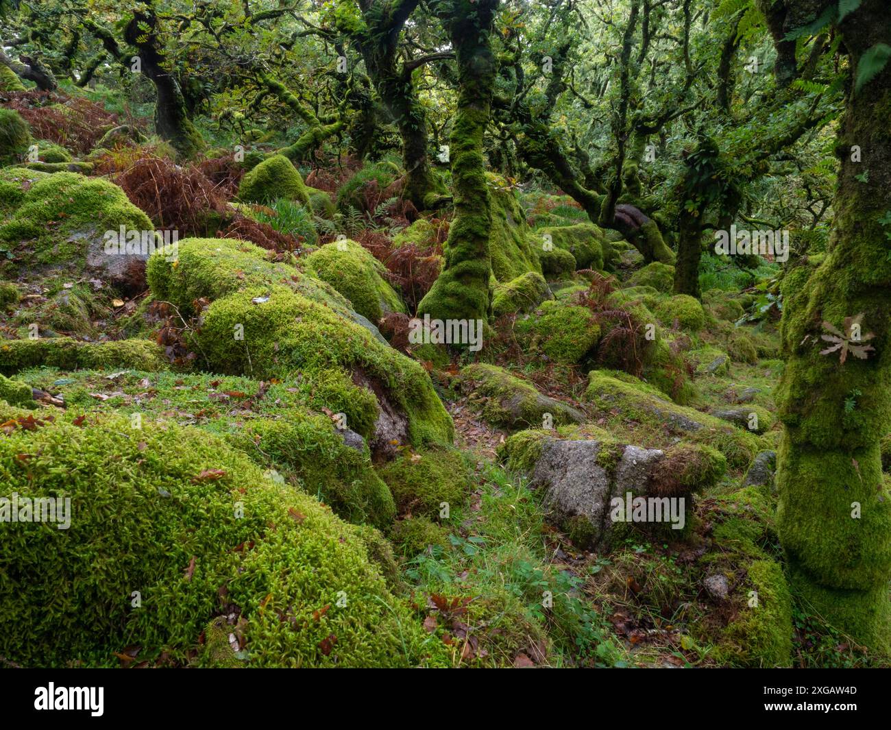 Pedunculate oak Quercus robur stunted trees and moss covered boulders ...