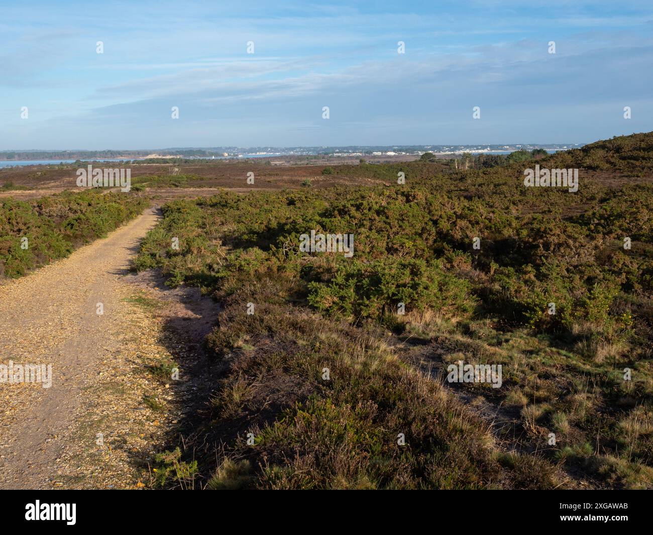 Brownsea island dorset heathland hi-res stock photography and images ...
