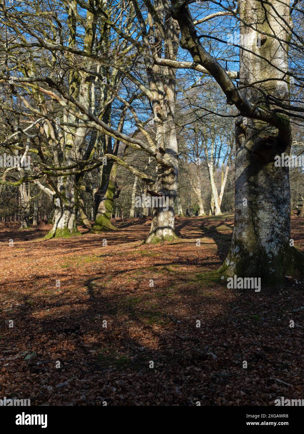 Ancient pollarded beech trees, Mark Ash Wood, New Forest National Park ...