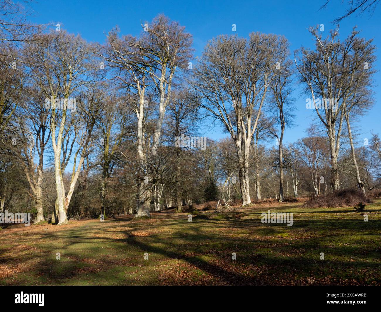 Beech Fagus sylvatica woodland, Mark Ash Wood, New Forest National Park ...