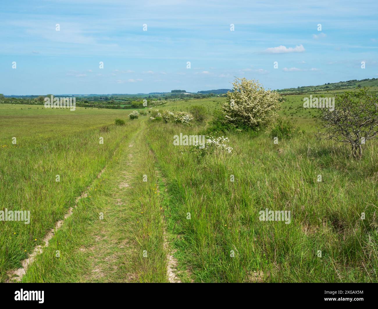 Chalk downland at Martin Down National Nature Reserve, Hampshire ...