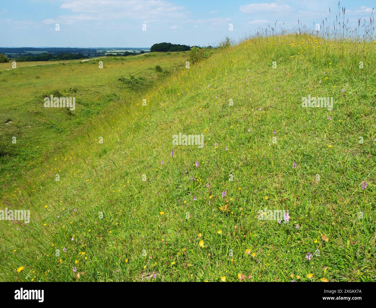 Common spotted orchid Dacrylorhiza fuchsii growing on one of the ...
