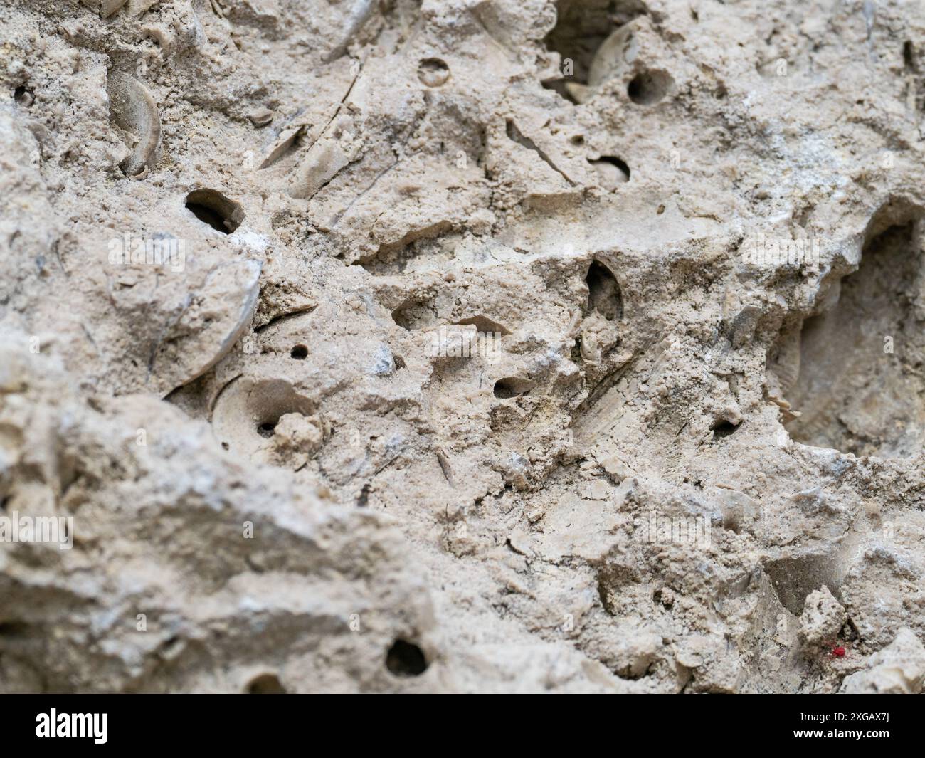 Gastropod fossil dorset hi-res stock photography and images - Alamy