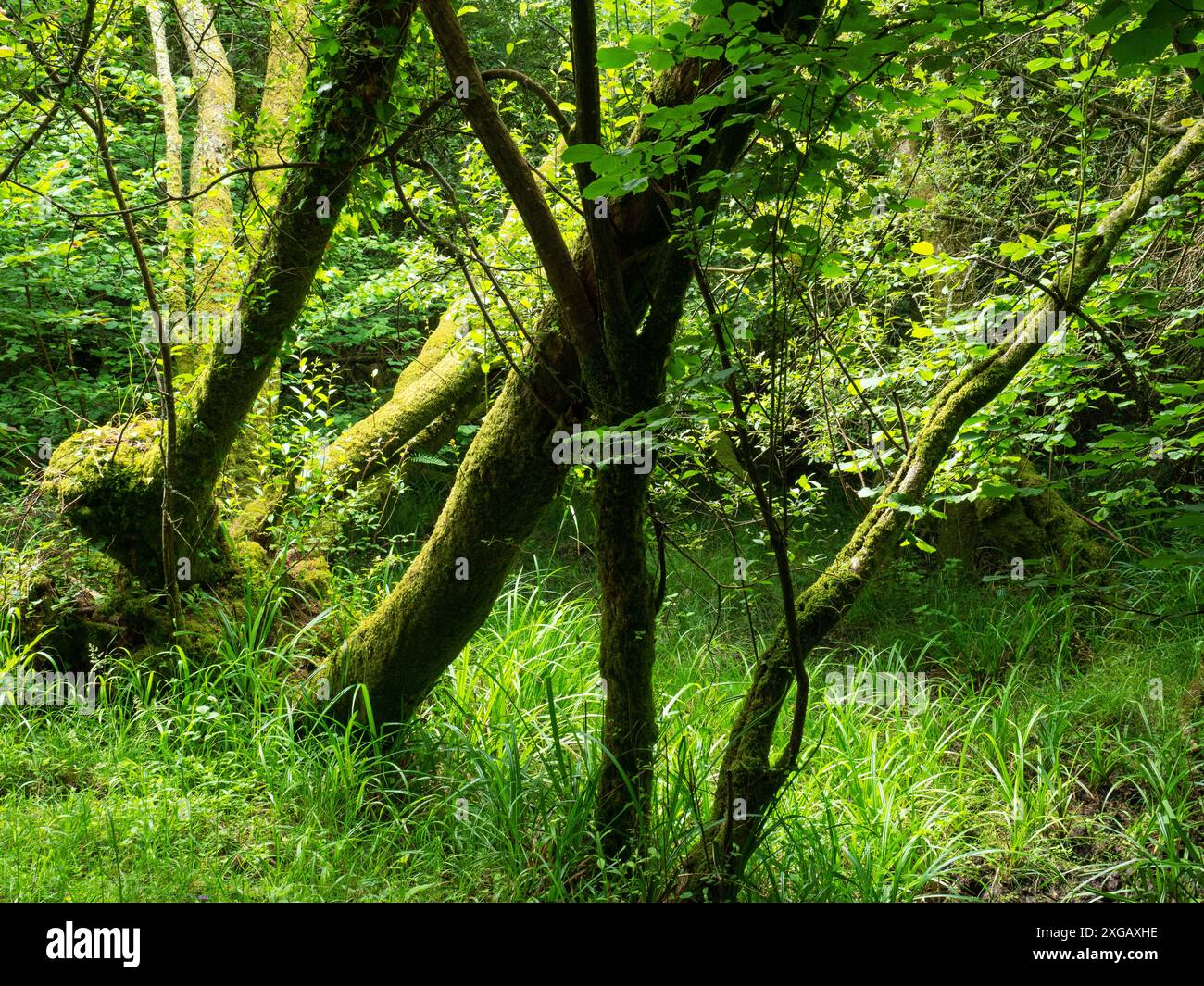 Pedunculate oak Quercus robur and Hazel Corylus avellana woodland ...