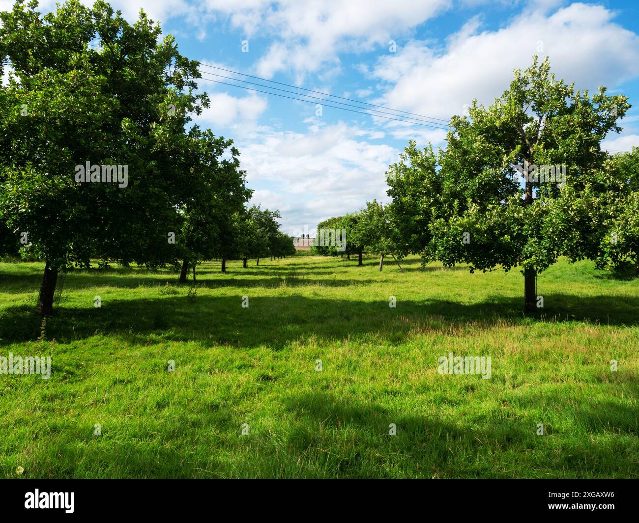 Apple orchard for cider making, near Myncen Farm, Cranborne Chase ...
