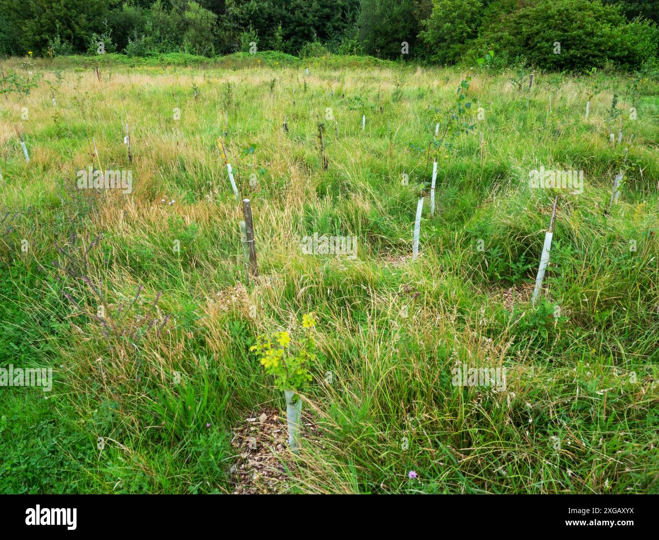 Poulner lakes hi-res stock photography and images - Alamy