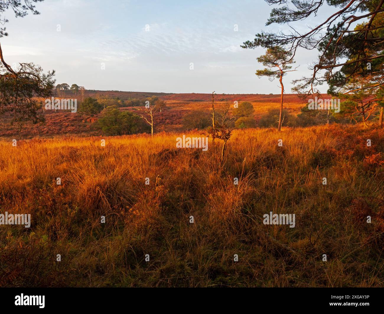 Grasses and heathland Blackensford Bottom and Soarley Beeches, New Forest National Park ...