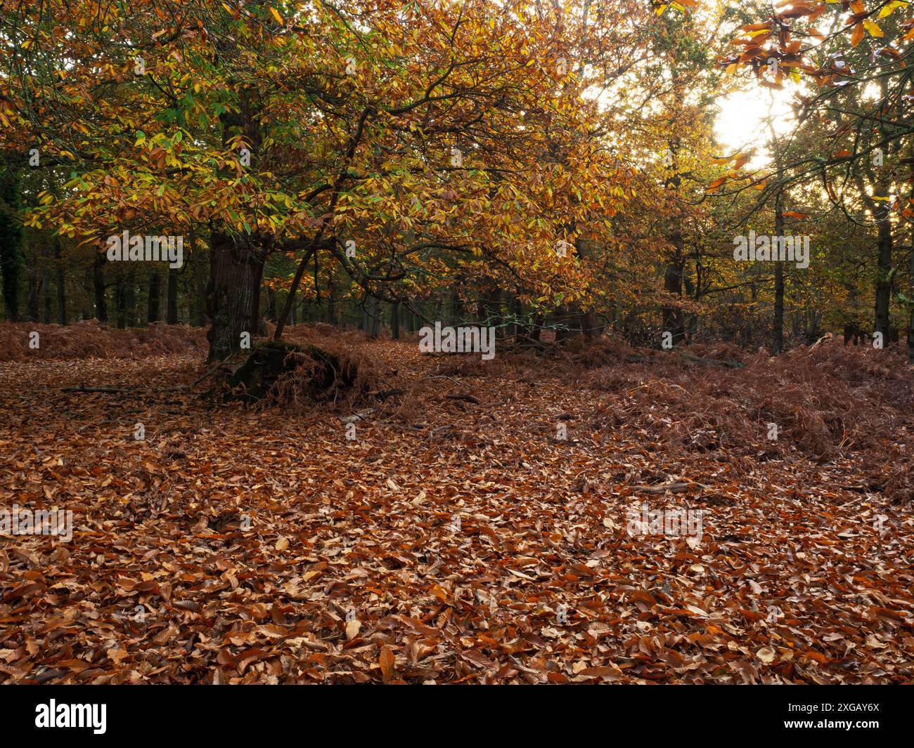 Oak woodland in autumn, Backley Inclosure, New Forest National Park ...