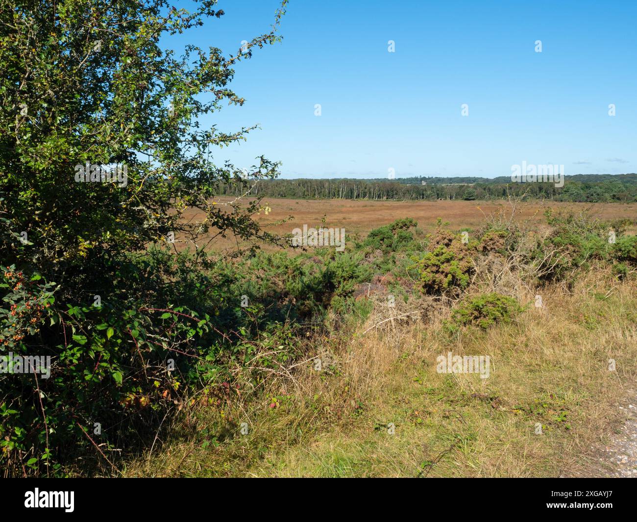 Boggy heathland and Hawthorn Crataegus monogyna with Silver birch ...