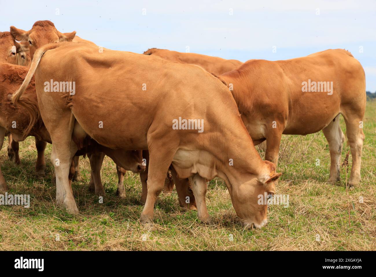 Limousin beef cows breeding in the Limousin countryside. Cattle ...