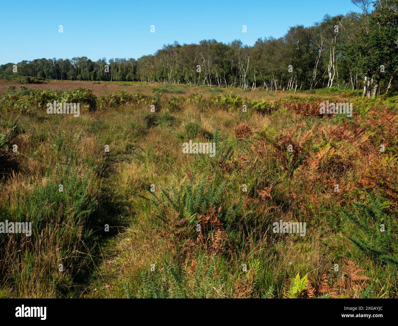 Grassy heathland with birch woodland beyond, Tadnoll and Winfrith ...