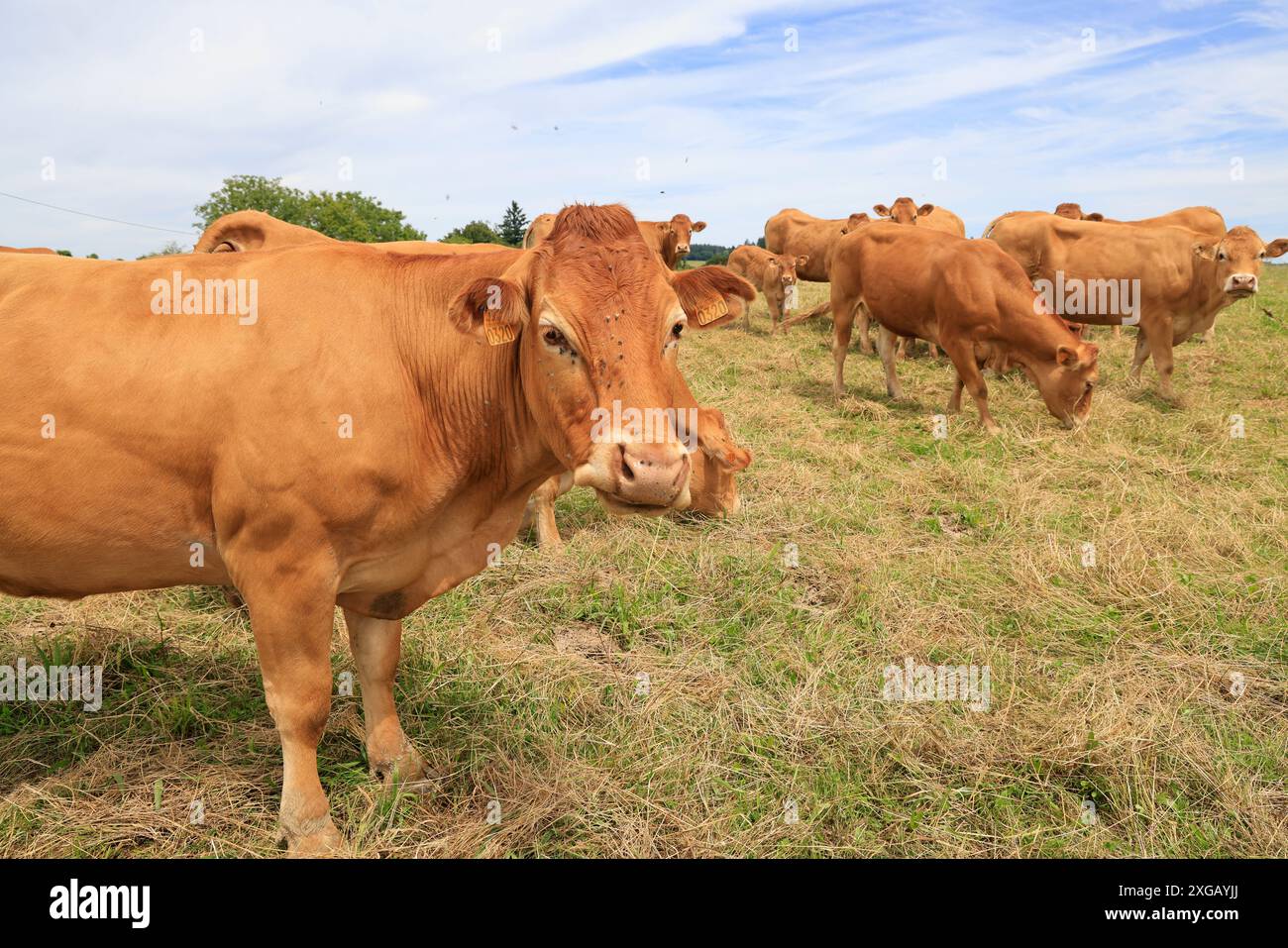 Exceptional cattle breed hi-res stock photography and images - Alamy